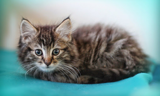 How to Adopt a Cat in Ireland – Emerald Diary